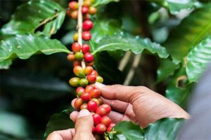 Indian Coffee: History of how Coffee took over India - Motley Brew